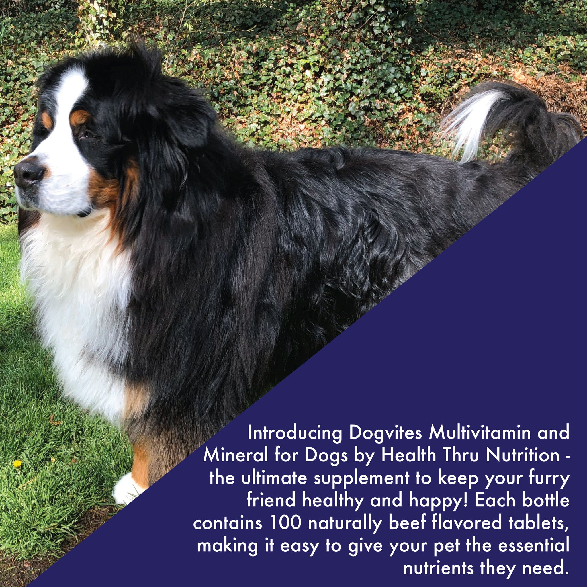 Dog-Vites™ Multi-Vitamin and Mineral Supplement for Dogs 100 Beef Flav ...